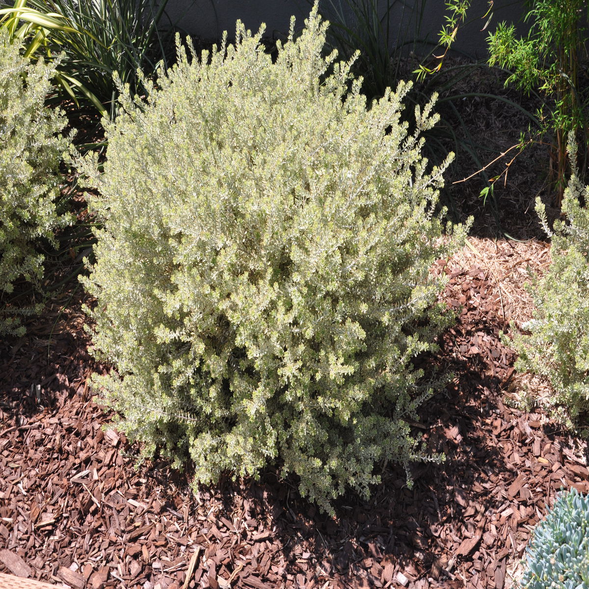Westringia Fruticosa Morning Light Coast Rosemary | SiteOne