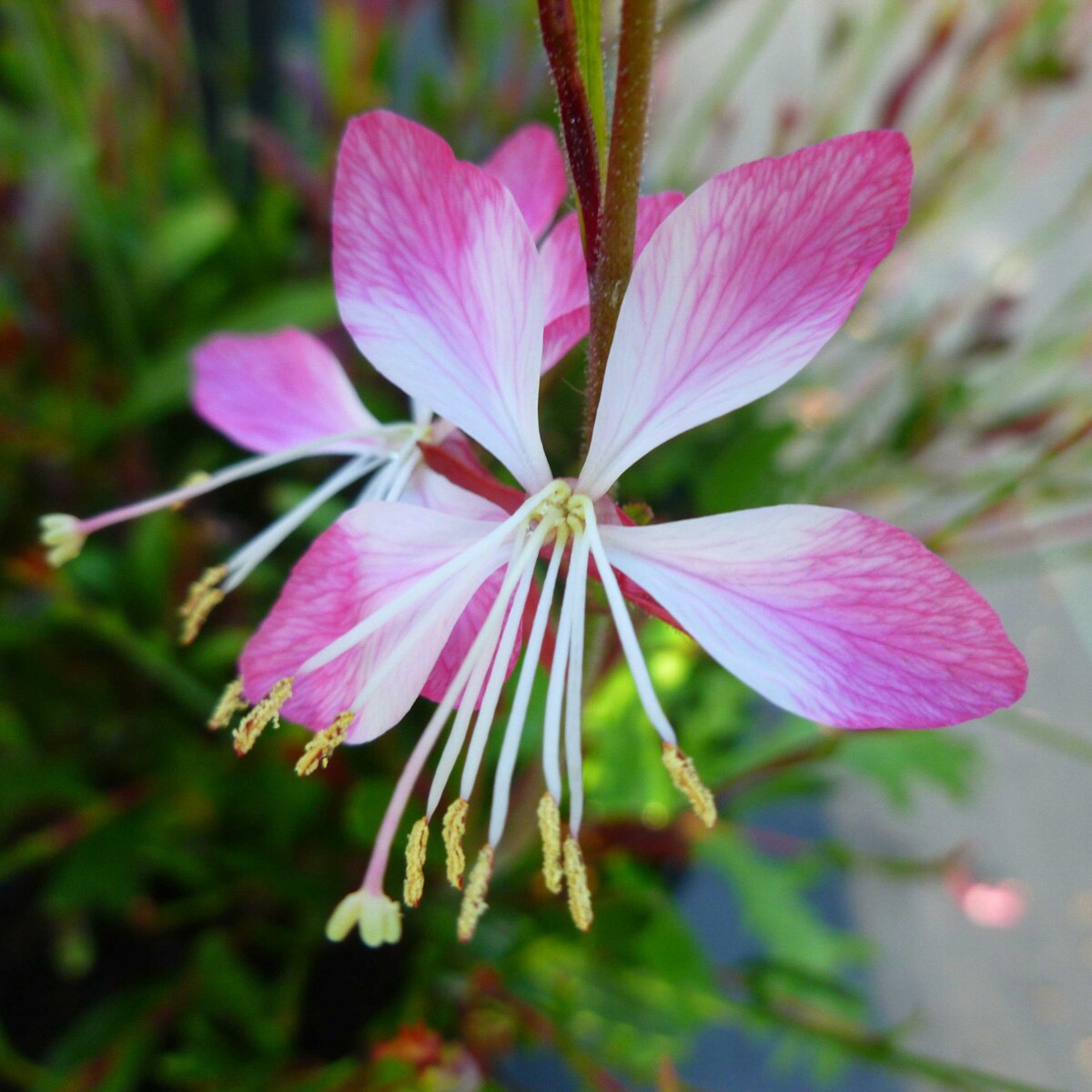 Gaura Lindheimeri Little Janie Gaura #SP4 Container | SiteOne