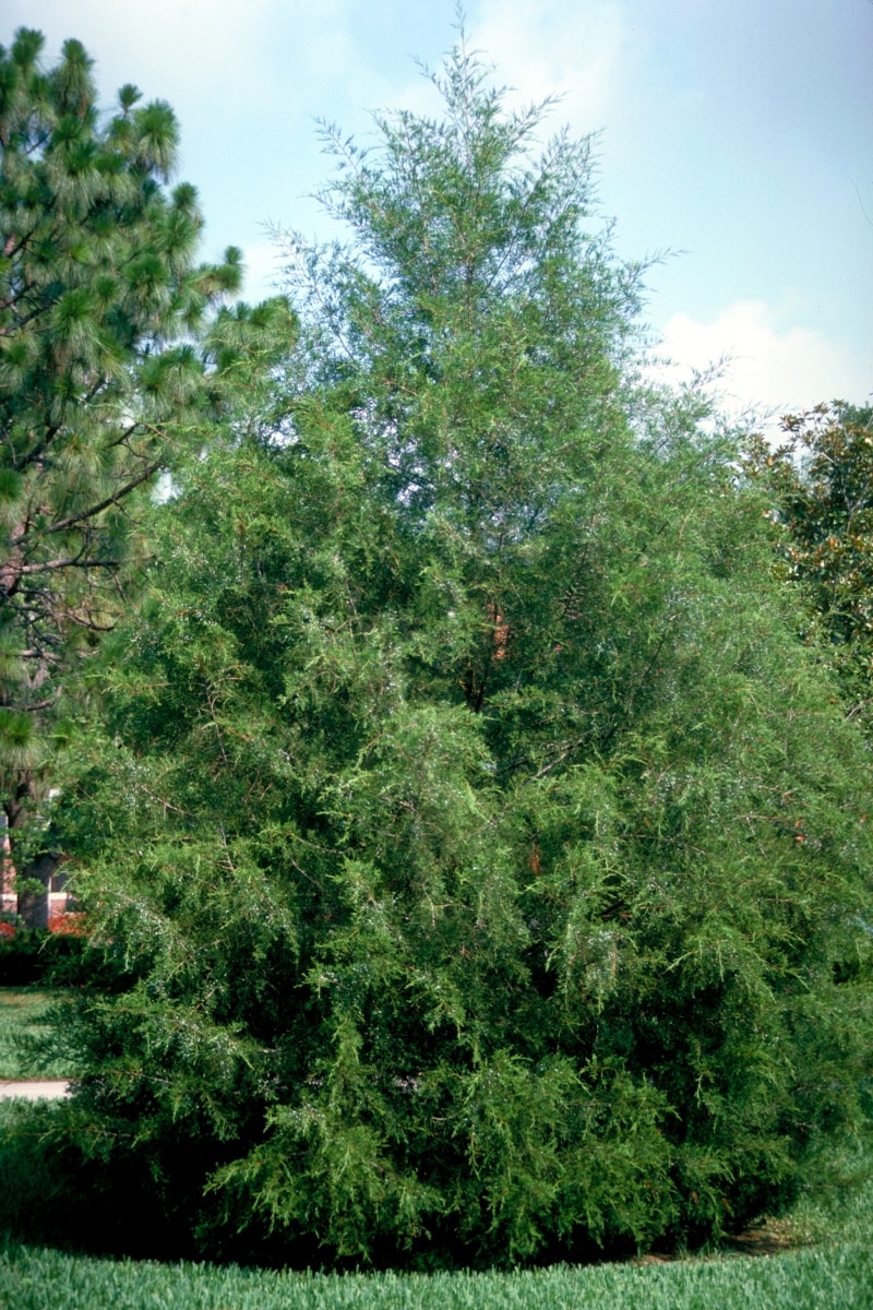 Juniperus Siliciola Southern Red Cedar | SiteOne