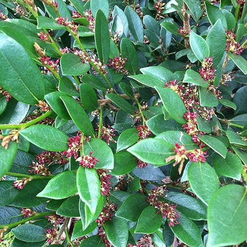 Distylium Emerald Heights Distylium | SiteOne