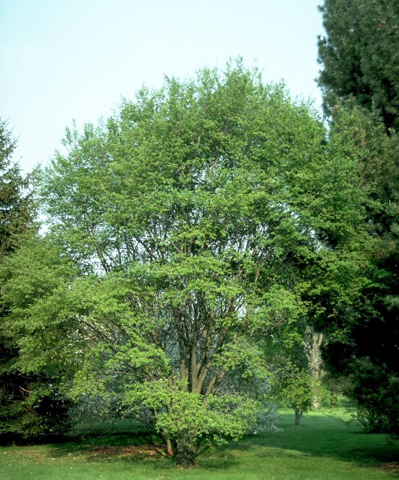 Amelanchier Laevis Allegheny Serviceberry | SiteOne