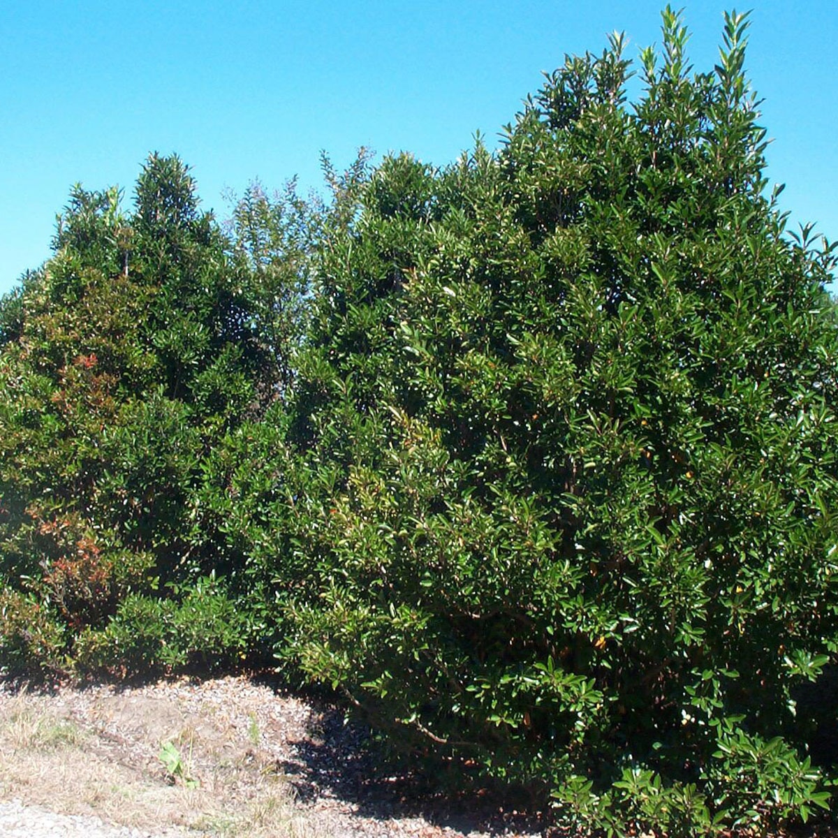 Viburnum Awabuki Chindo Sweet Viburnum | SiteOne