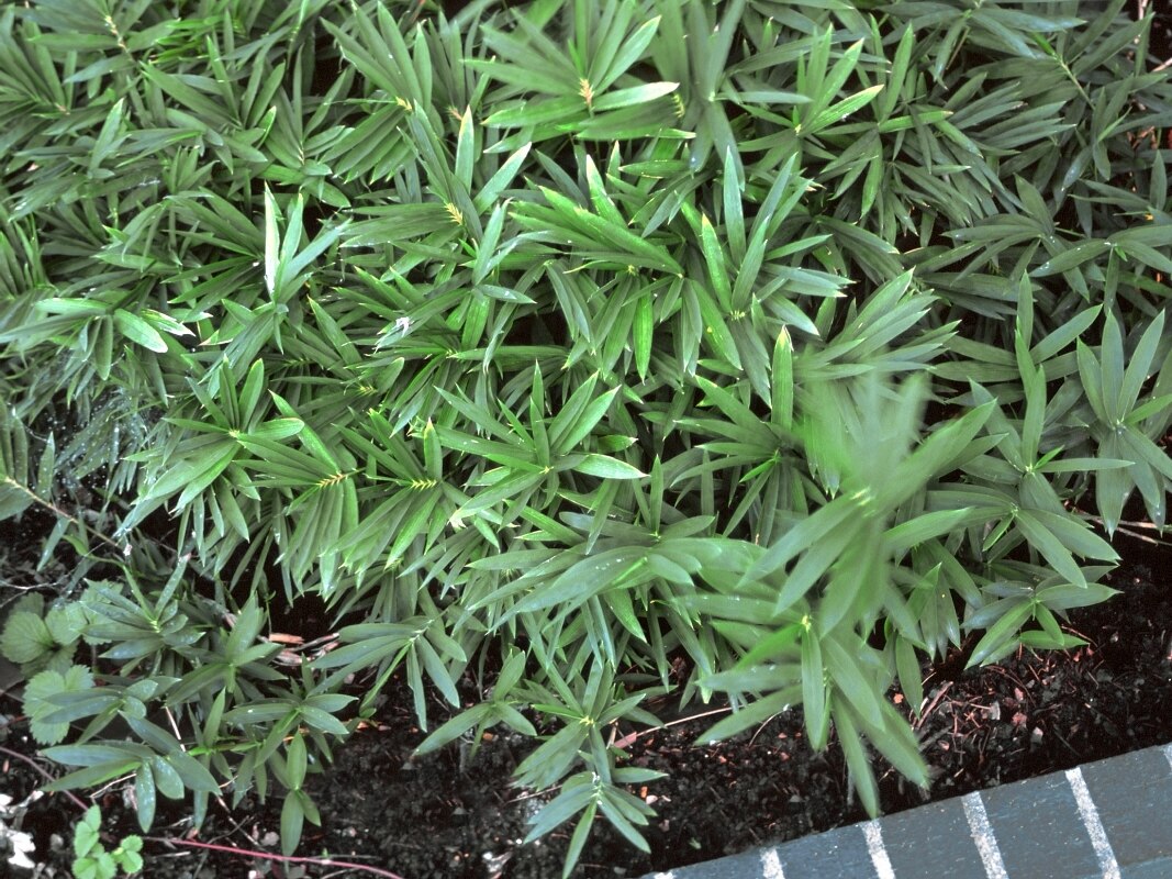 Pleioblastus Pygmaeus Dwarf Fern Leaf Bamboo | SiteOne