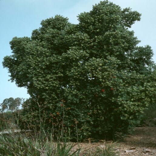 Metrosideros Excelsa New Zealand Christmas Tree | SiteOne