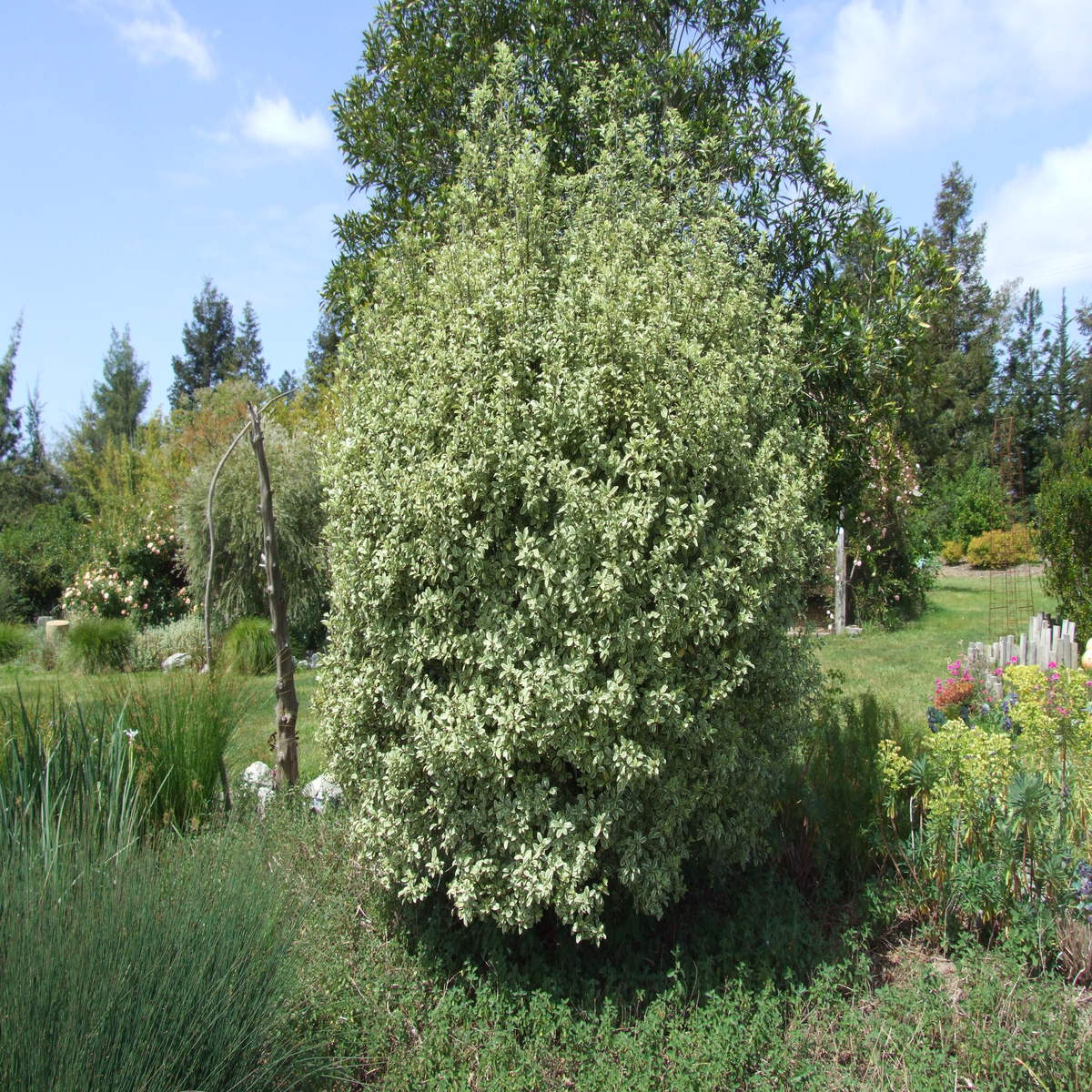 Pittosporum Tenuifolium Kohuhu | SiteOne