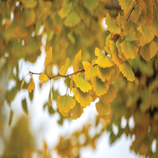 Acer Saccharum Autumn Splendor Sugar Maple | SiteOne
