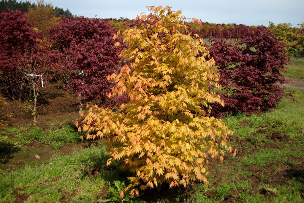 Acer Shirasawanum Autumn Moon Full Moon Japanese Maple | SiteOne