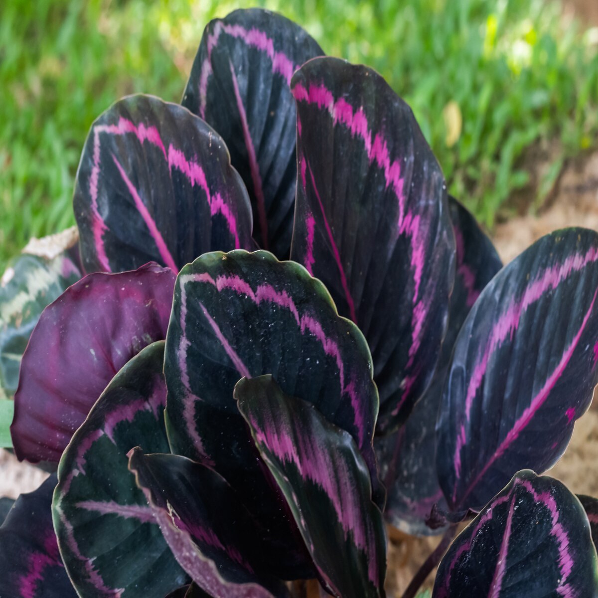 Calathea Roseopicta Dottie Rose Painted Calathea | SiteOne