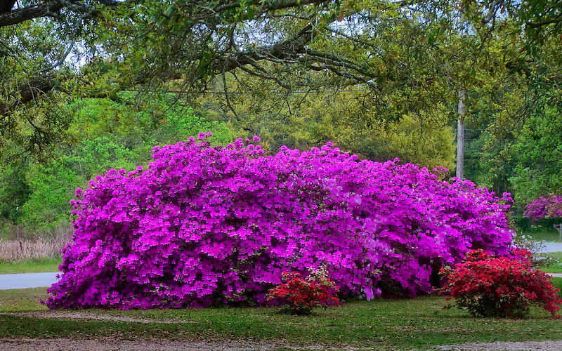 Rhododendron Indica Formosum Lavender Azalea | SiteOne