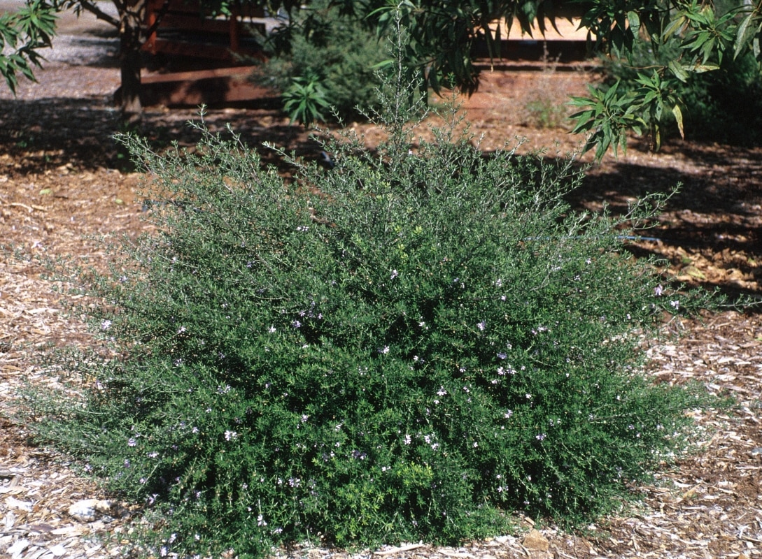 Westringia Fruticosa Coast Rosemary | SiteOne