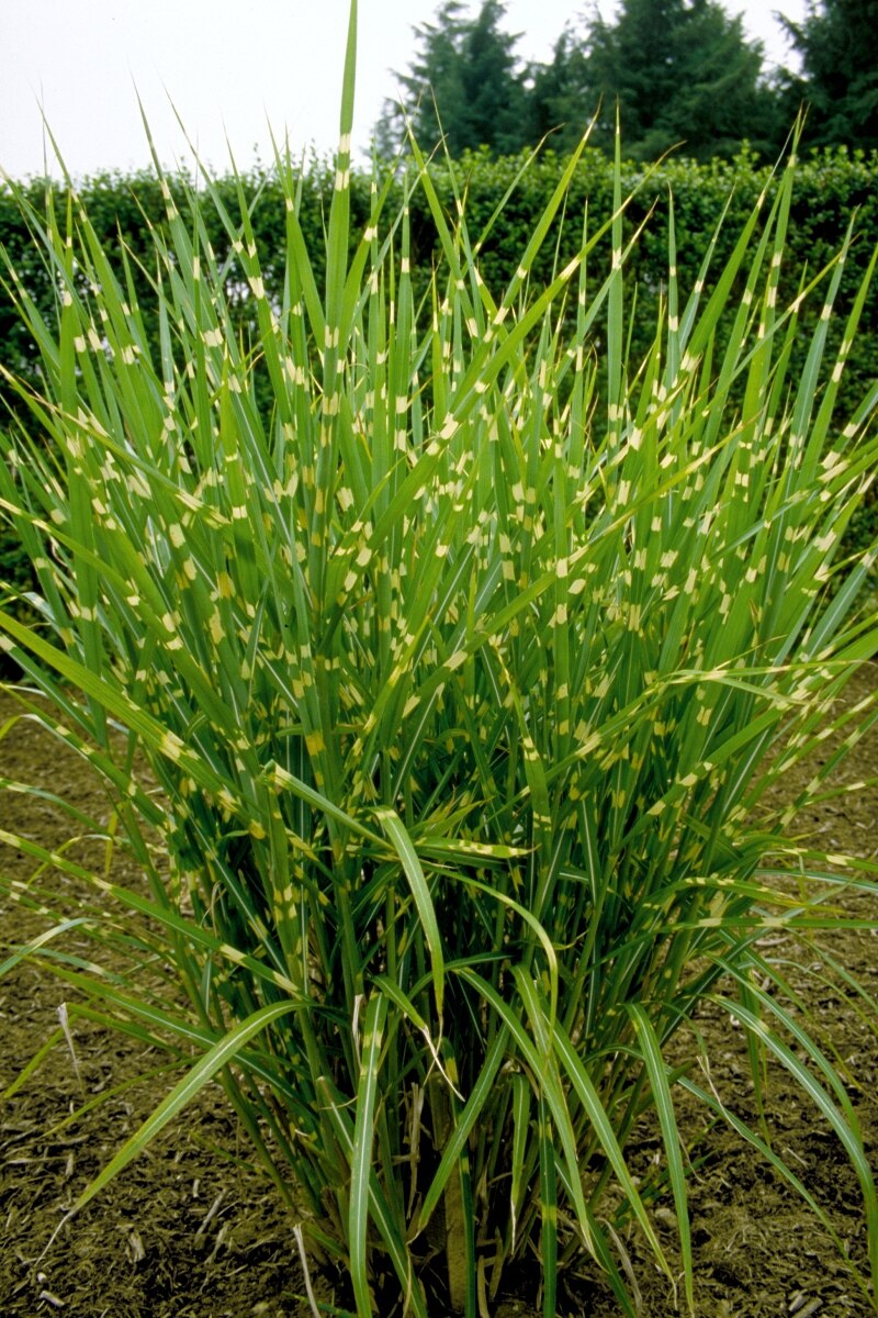 Miscanthus Sinensis Strictus Porcupine Grass | SiteOne