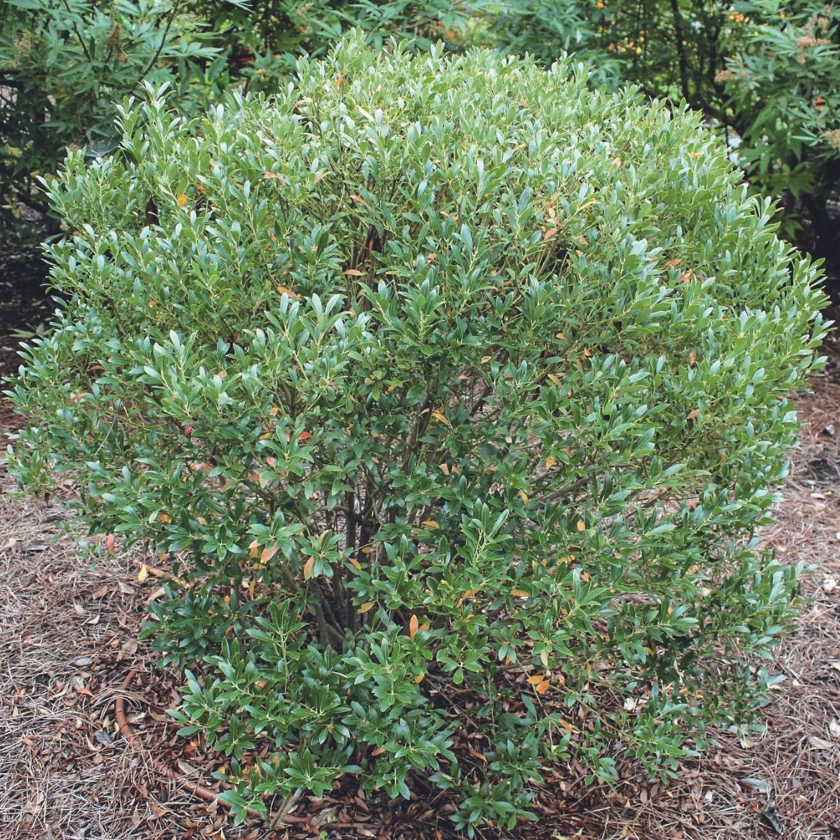 Ilex Glabra Shamrock Inkberry Holly | SiteOne