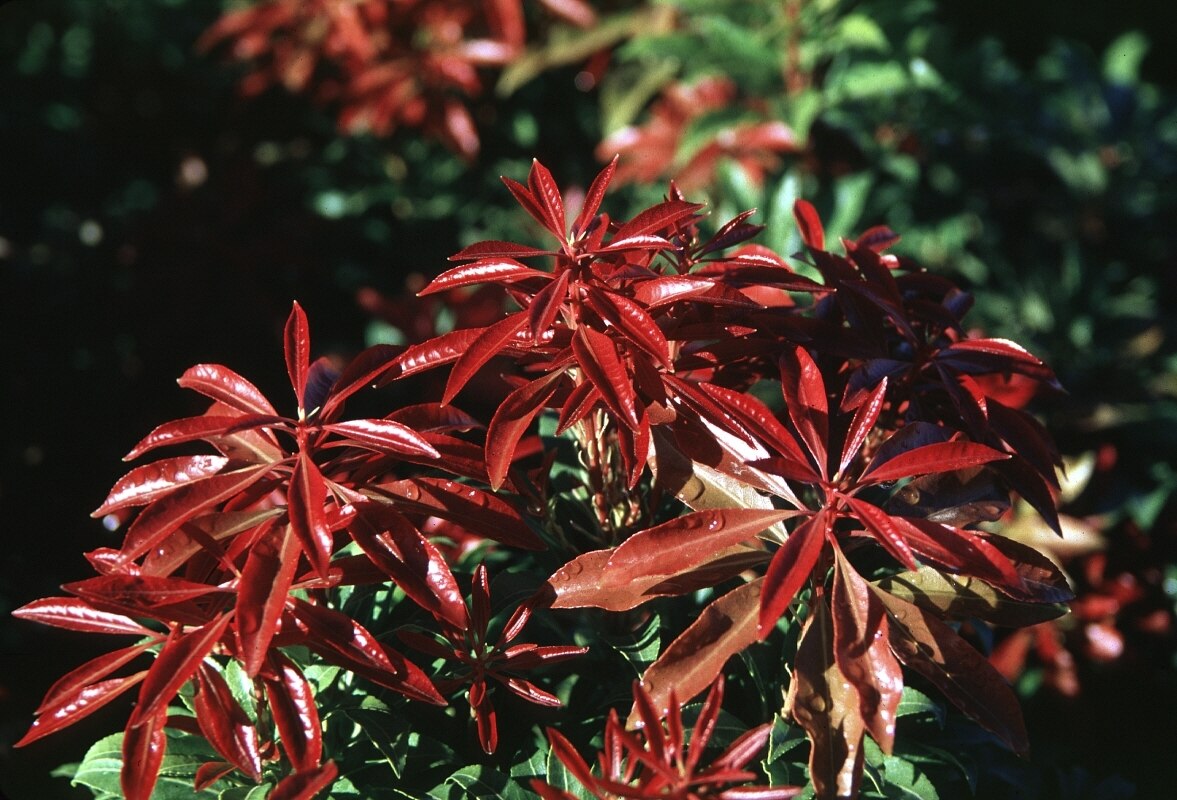Pieris Japonica Mountain Fire Japanese Andromeda | SiteOne