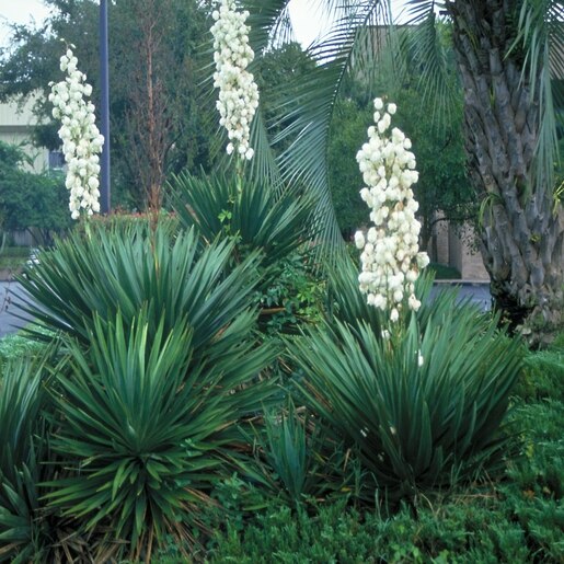 Yucca Aloifolia Spanish Dagger | SiteOne