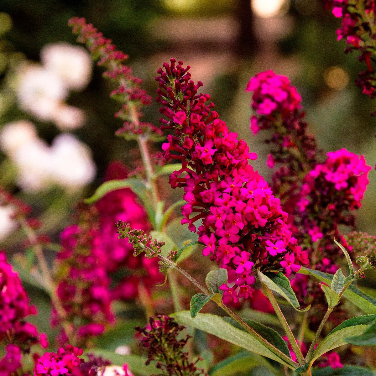 Buddleia Davidii Royal Red Butterfly Bush | SiteOne