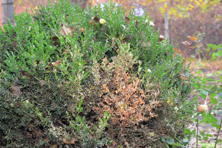 How-to-Identify-Boxwood-Blight