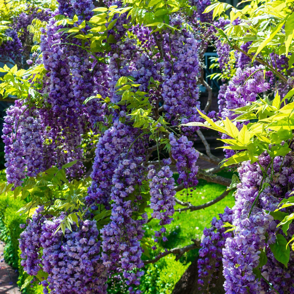Wisteria Frutescens Longwood Purple American Wisteria S | SiteOne