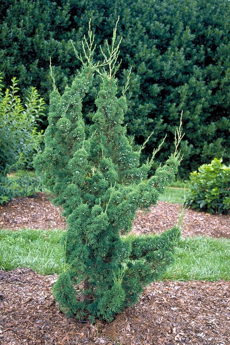 Juniperus Chinensis Robusta Green Chinese Juniper | SiteOne