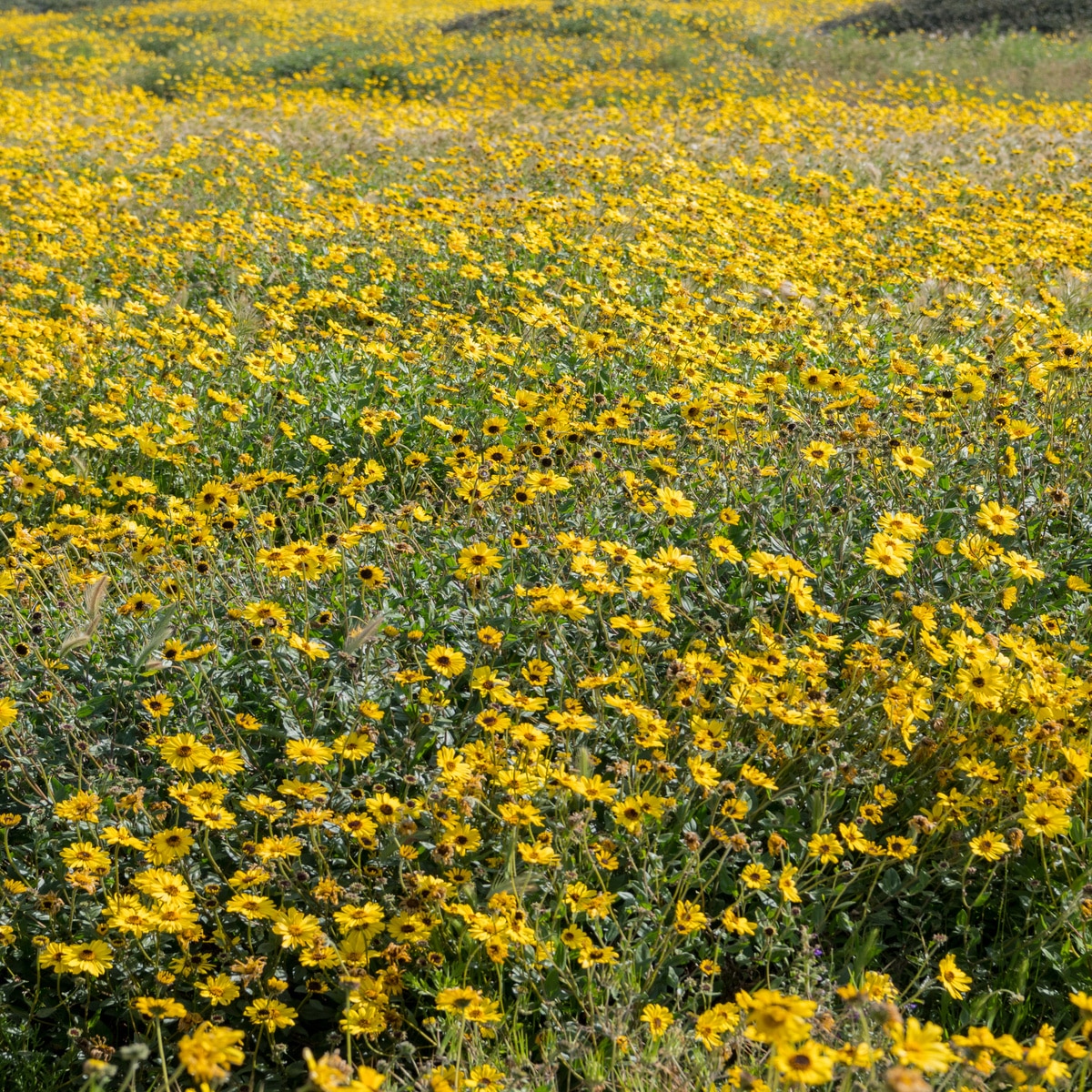 Encelia Californica Coast Sunflower | SiteOne
