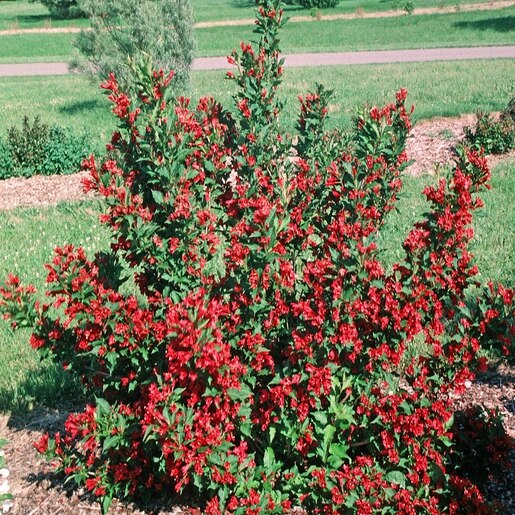 Weigela Florida Red Prince Weigela | SiteOne