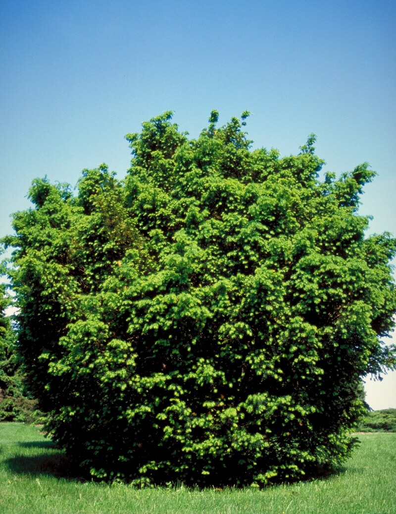 Taxus X Media Brownii Anglojap Yew | SiteOne