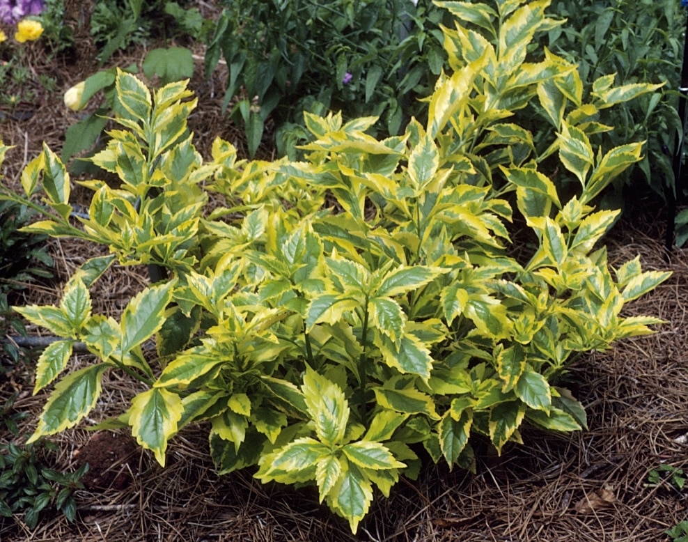 Duranta Erecta Golden Edge Golden Dewdrop #1 Container | SiteOne