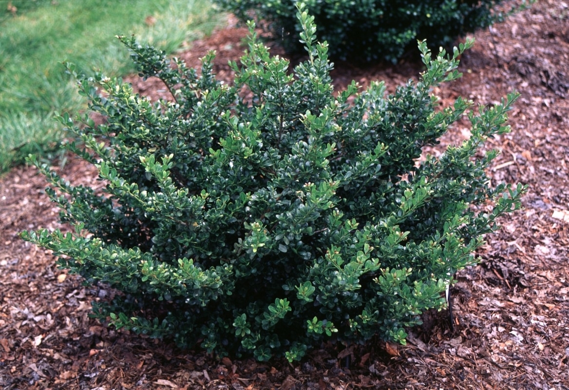 Ilex Crenata Compacta Japanese Holly | SiteOne