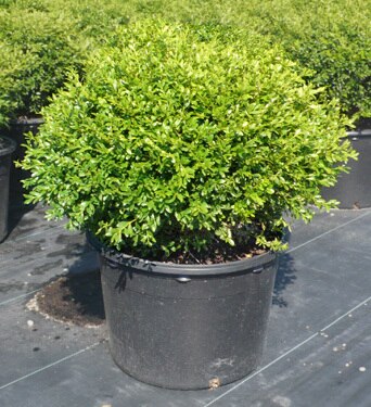 Buxus Sinica var. Insularis Franklins Gem Korean Boxwoo | SiteOne