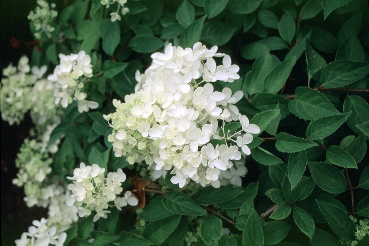 Hydrangea Paniculata Grandiflora PeeGee Panicle Hydrang | SiteOne