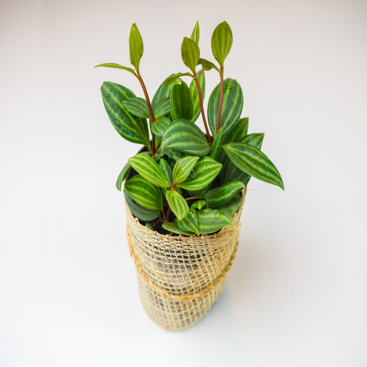 Peperomia Puteolata Parallel Peperomia | SiteOne