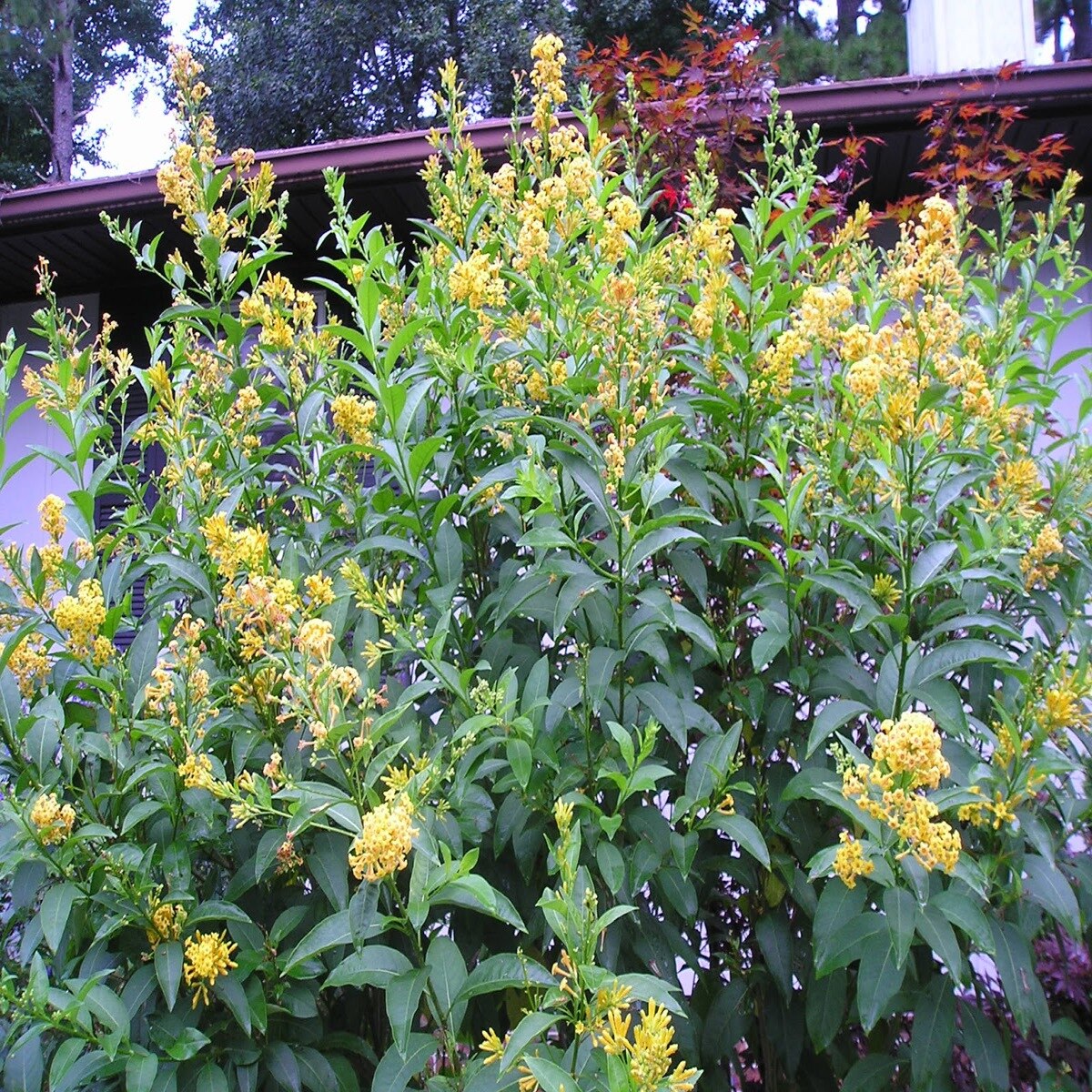 Cestrum Aurantiacum Orange Zest Night-Blooming Jasmine | SiteOne