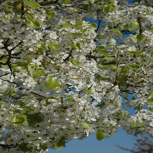 Pyrus Calleryana Jack Flowering Pear | SiteOne