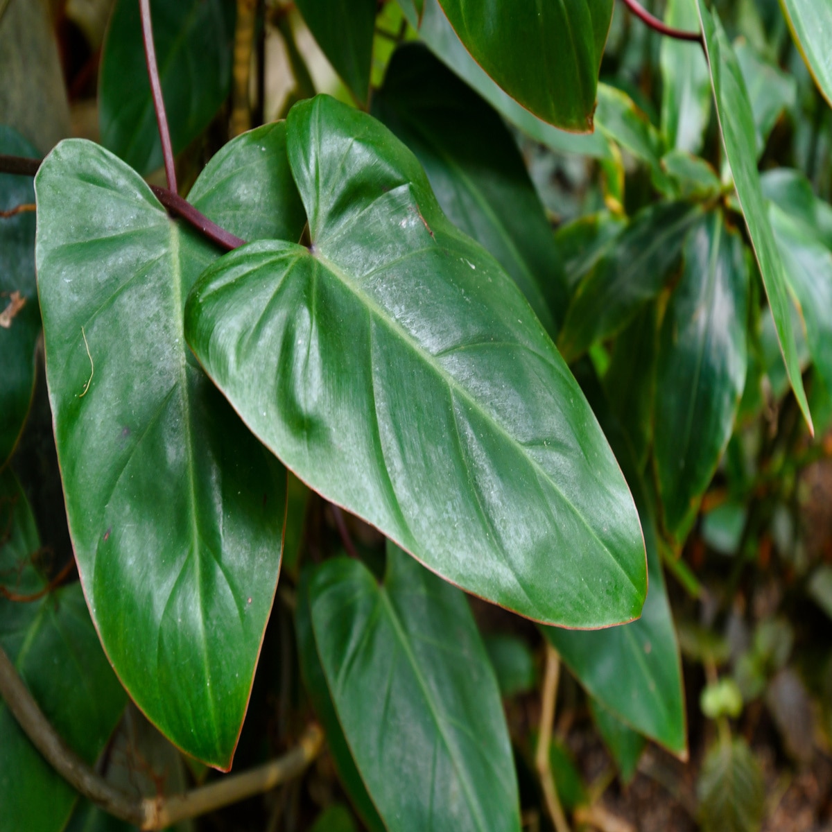 Philodendron Erubescens Red Emerald Philodendron | SiteOne