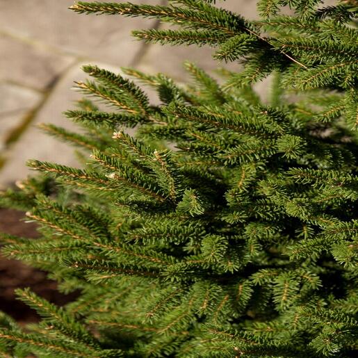 Picea Orientalis Atrovirens Oriental Spruce | SiteOne