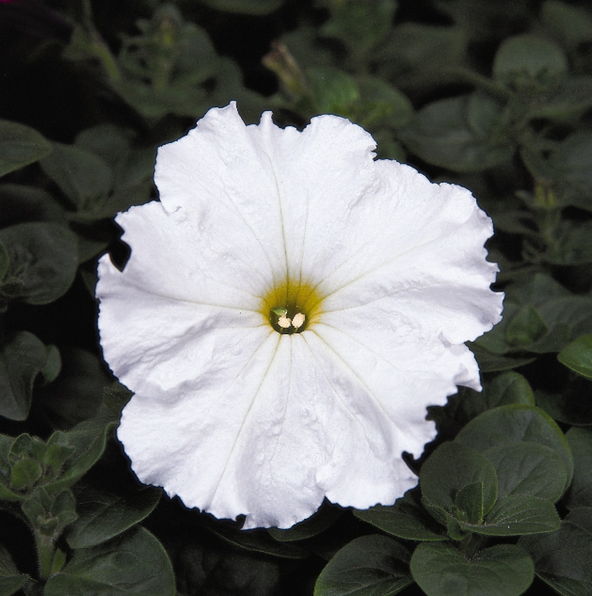 Petunia X Hybrida Madness White Petunia | SiteOne