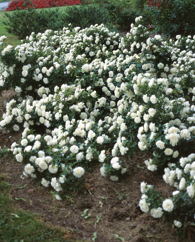Rosa Meicoublan (White Meidiland) - Rose #1 | SiteOne