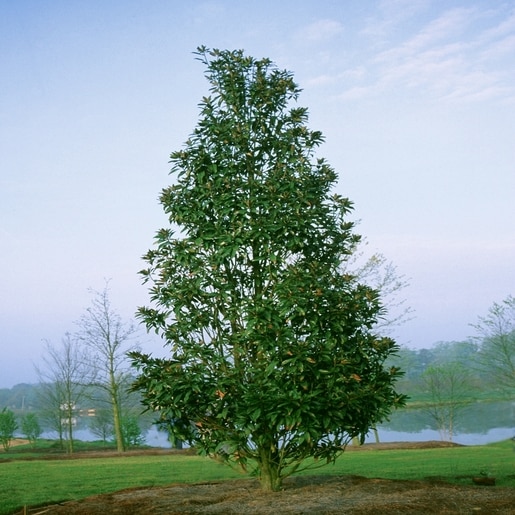 Magnolia Grandiflora Alta - Southern Magnolia #25/#30 | Trees | SiteOne