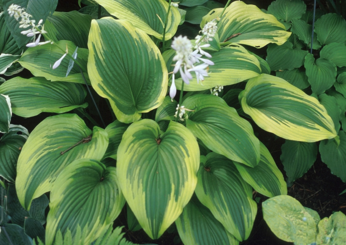 Hosta Montana Aureomarginata Plantain Lily | SiteOne