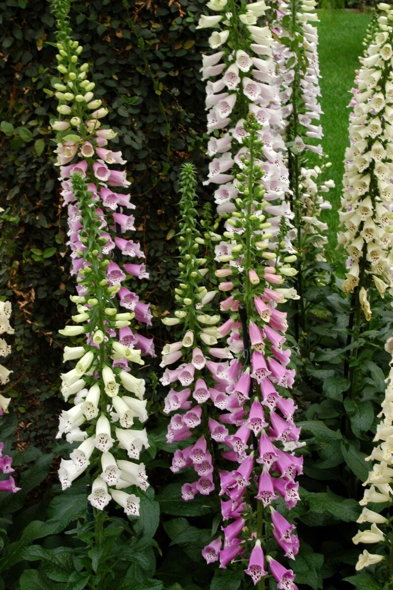 Digitalis Purpurea Excelsior Hybrid Foxglove | SiteOne