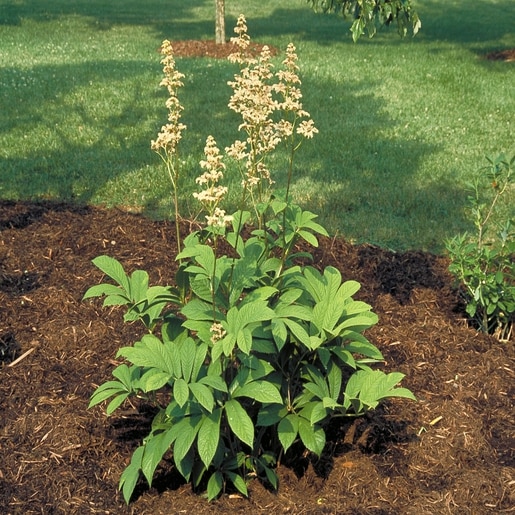 Rodgers Flower | Best Flower Site