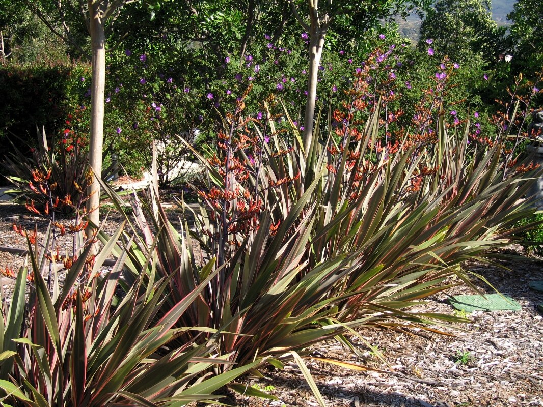 Phormium Tenax Pink Stripe - New Zealand Flax #5 | Flowers, Plants ...