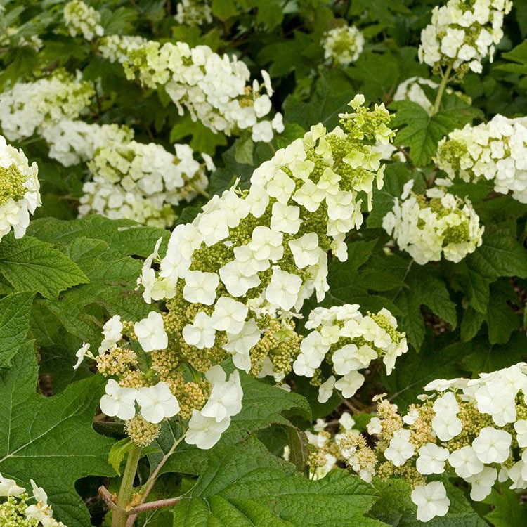Hydrangea Quercifolia Snow Queen Oakleaf Hydrangea | SiteOne