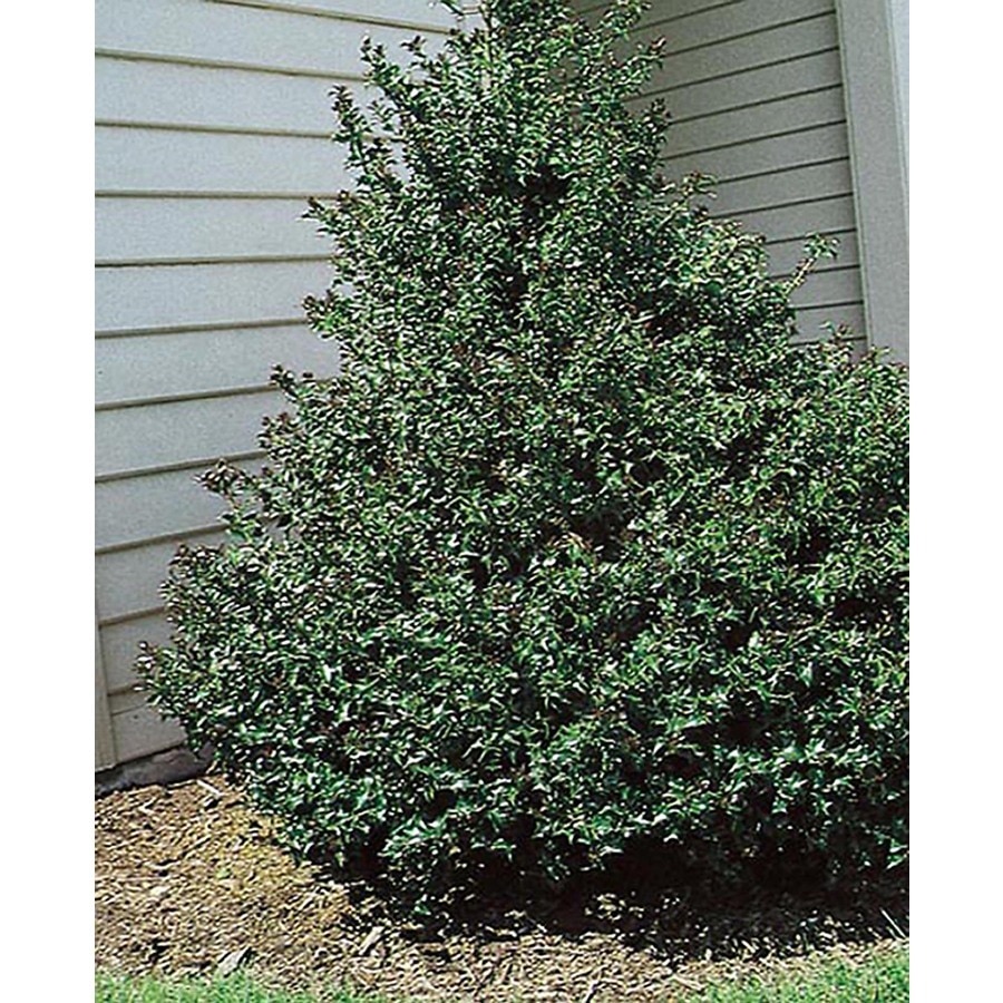 Ilex X Meserveae Blue Boy Blue Holly | SiteOne