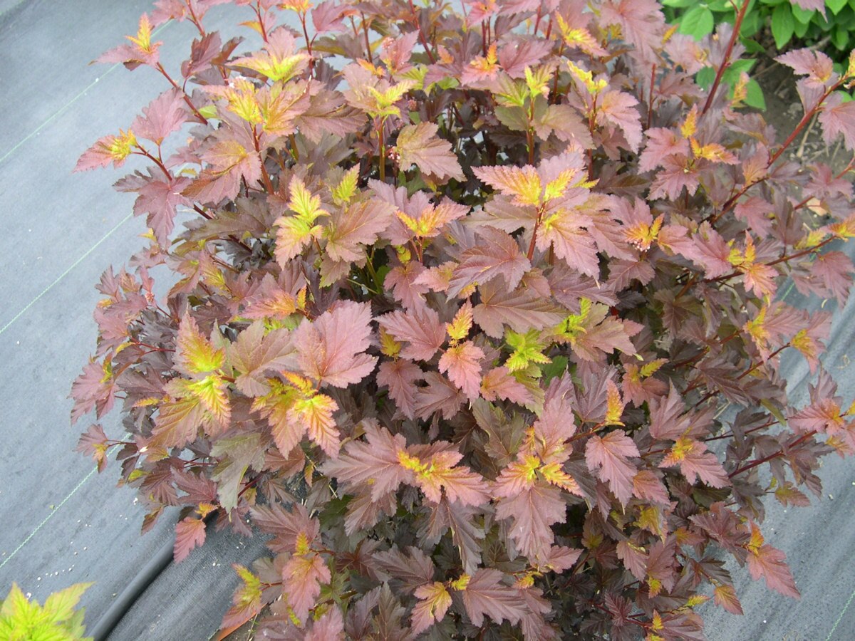 Physocarpus Opulifolius Center Glow Ninebark | SiteOne