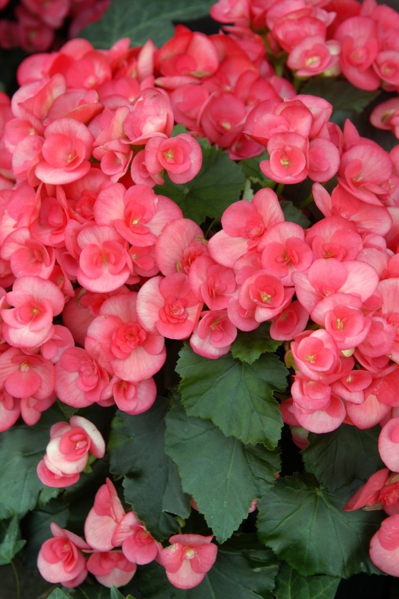 Begonia X Hiemalis Reiger Begonia | SiteOne