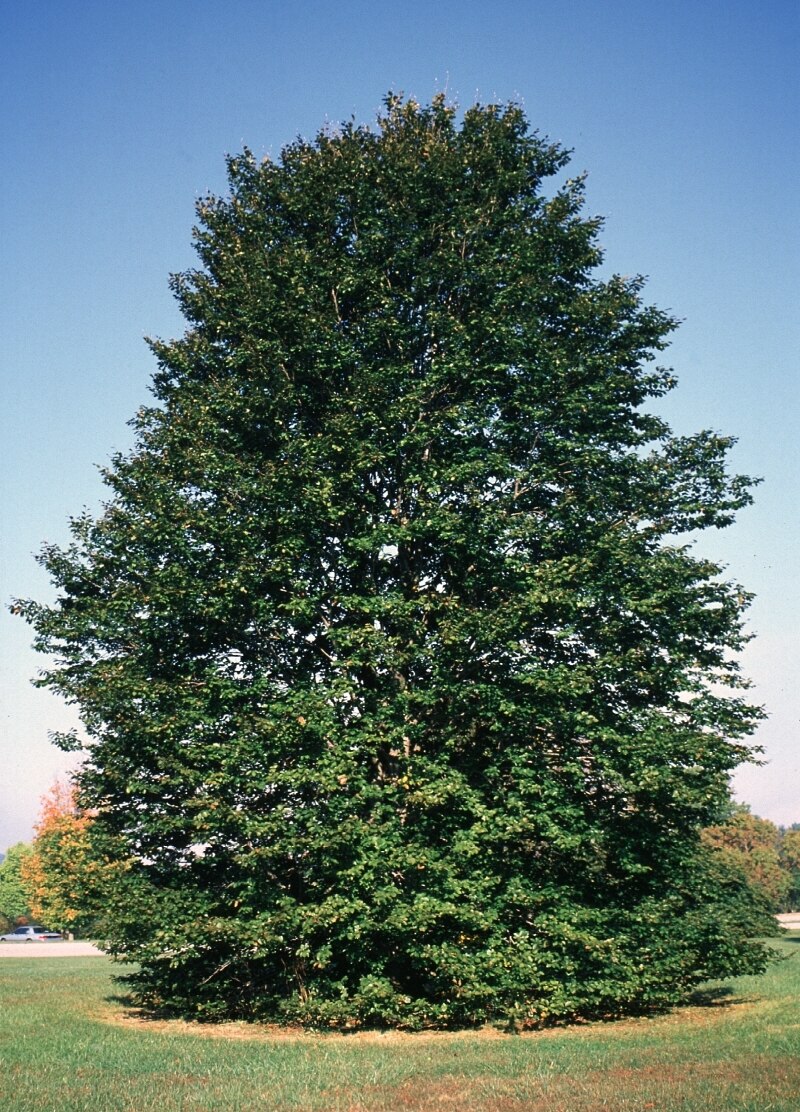 Fagus Sylvatica Riversii European Beech | SiteOne