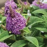 Buddleia Davidii Dapper Lavender Portfolio Butterfly Bu | SiteOne