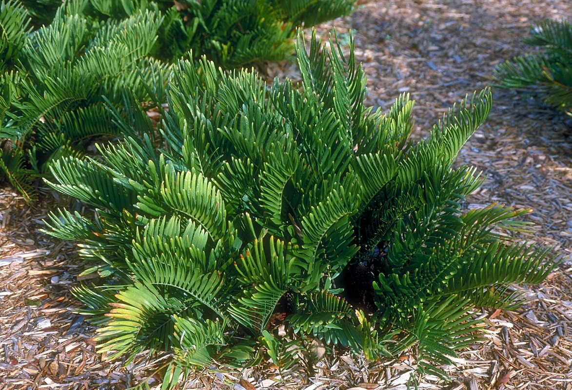 Zamia Pumila Coontie Palm | SiteOne