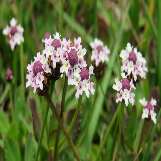 Phyla Nodiflora Texas Frogfruit | SiteOne