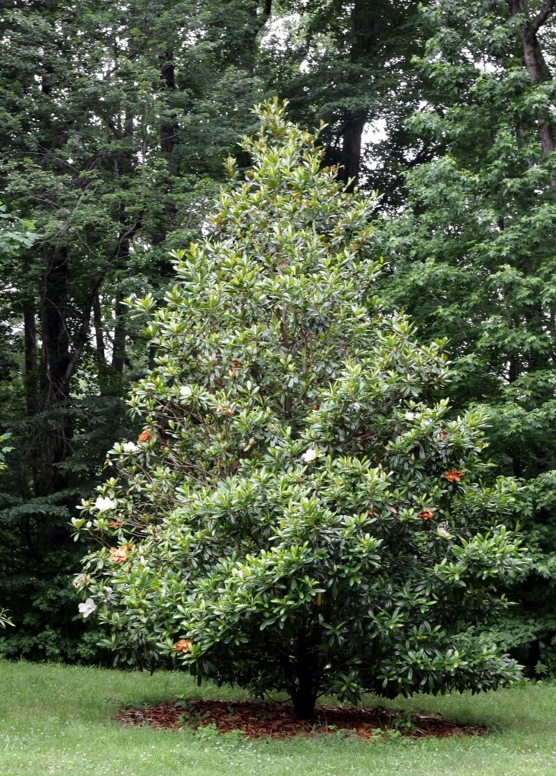 Magnolia Grandiflora Claudia Wannamaker Southern Magnol | SiteOne